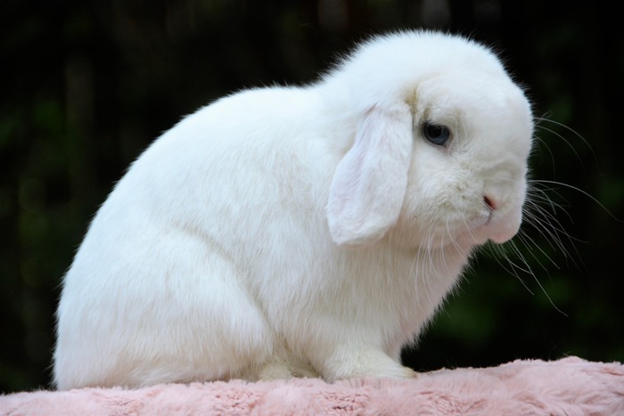 Mini kosorrú standard :: Flowerpowerbunnies